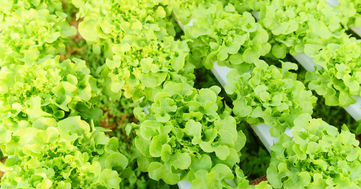 Hydroponic Lettuce: Clean, Fresh & Crispy - Urban House Garden
