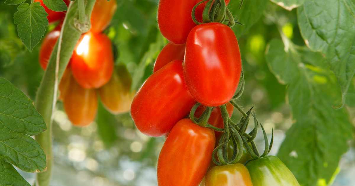Hydroponic Tomatoes :The Complete Guide - Urban House Garden