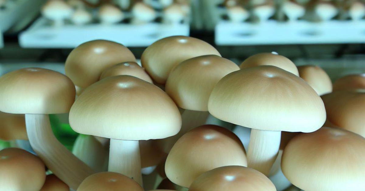 Hydroponic Mushrooms: A Fungi Fantasy - Urban House Garden
