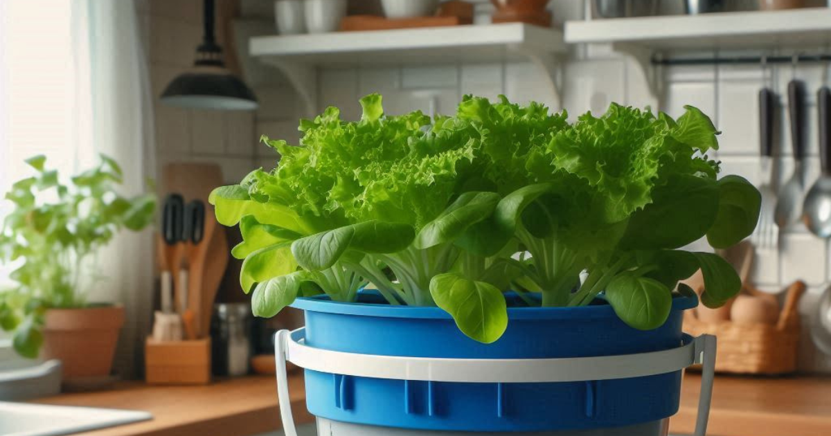 A Beginner's Guide to Dutch Bucket Hydroponics - Urban House Garden